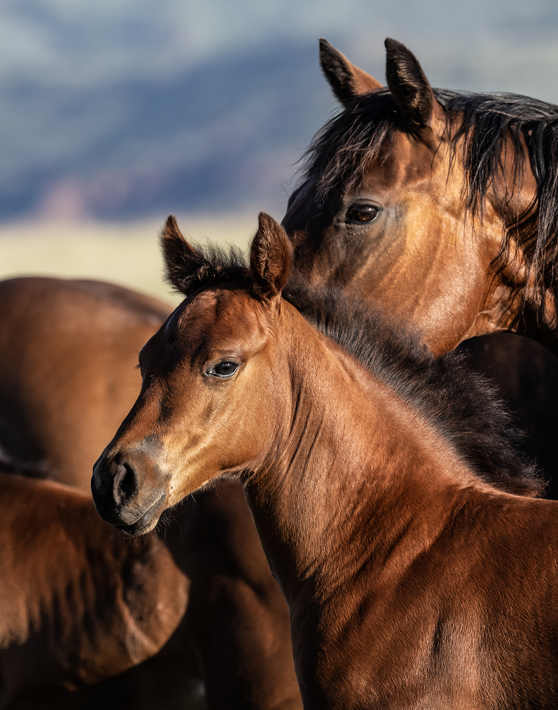 Wild Art Gallery - Phyllis Burchett Photography